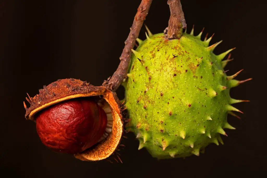 21 Amazing Benefits Of Chestnuts
